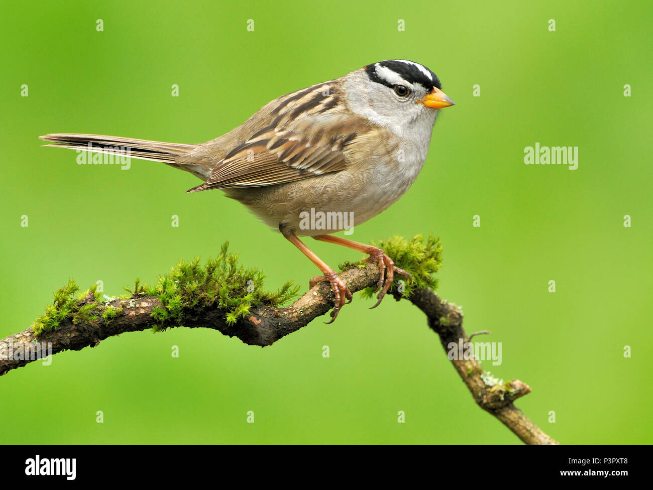 White-crowned Sparrow (Zonotrichia leucophrys), British Columbia ...