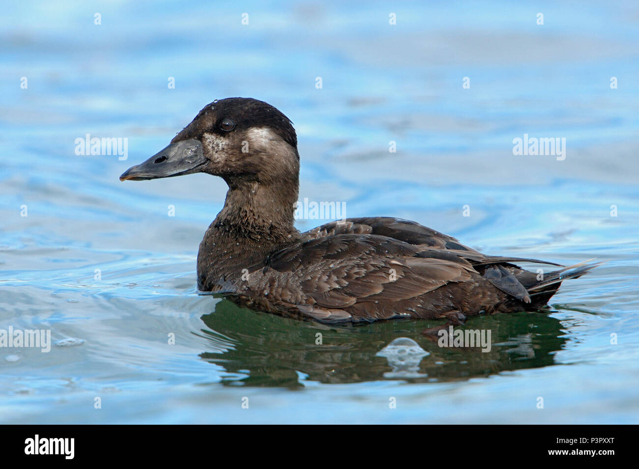 Surf Scoter (Melanitta perspicillata) female, California Stock Photo ...