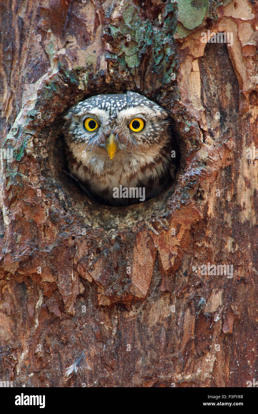 Eurasian Pygmy-owl (Glaucidium passerinum) in nest cavity, Bavaria ...