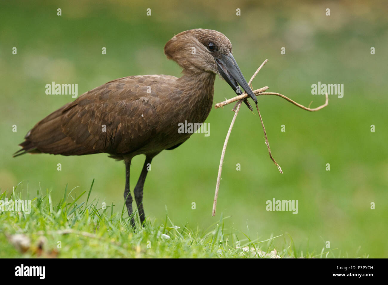 Hamerkop (Scopus umbretta) carrying nesting material, native to Africa ...