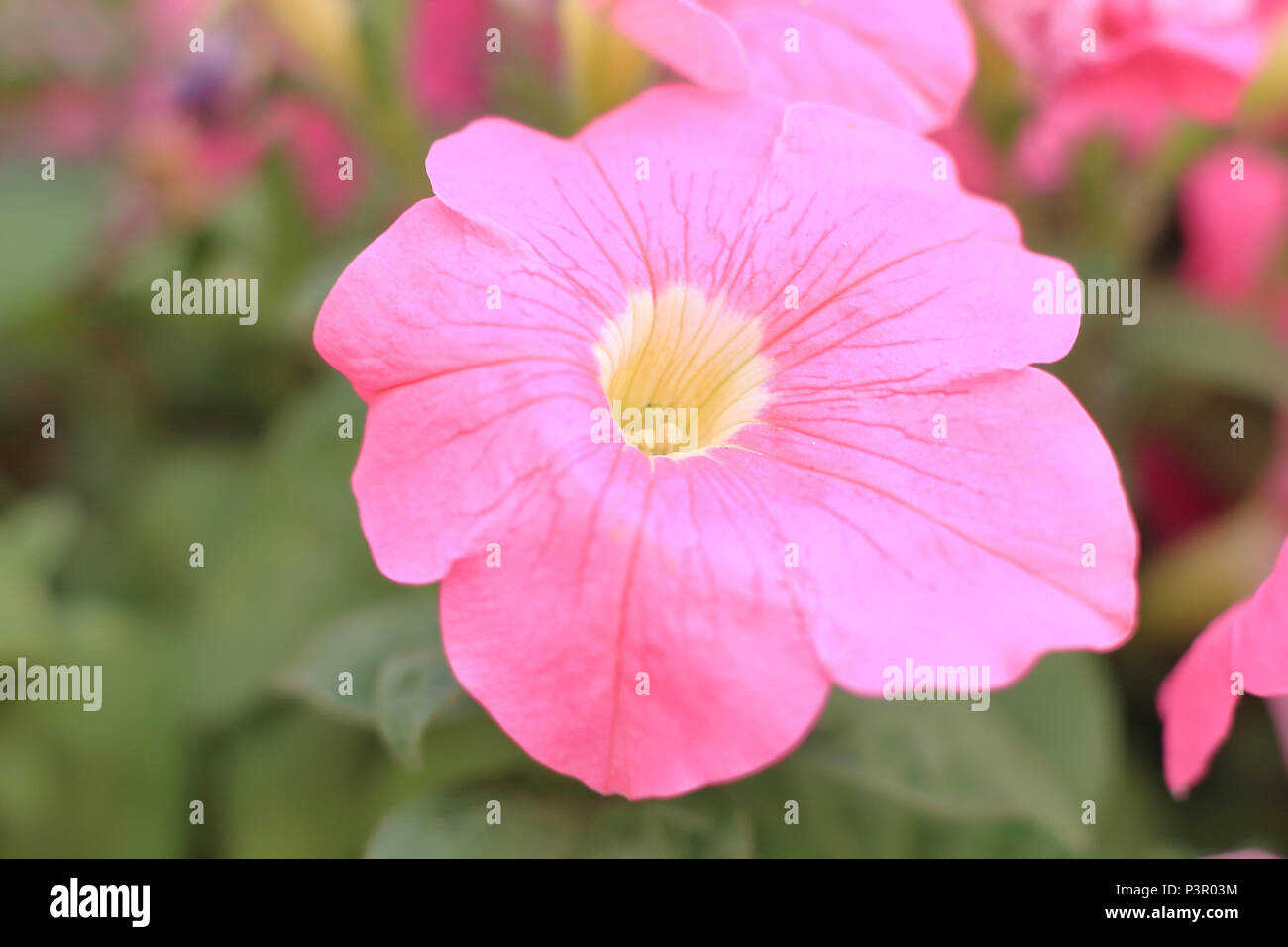 Petunia flower hi-res stock photography and images - Alamy