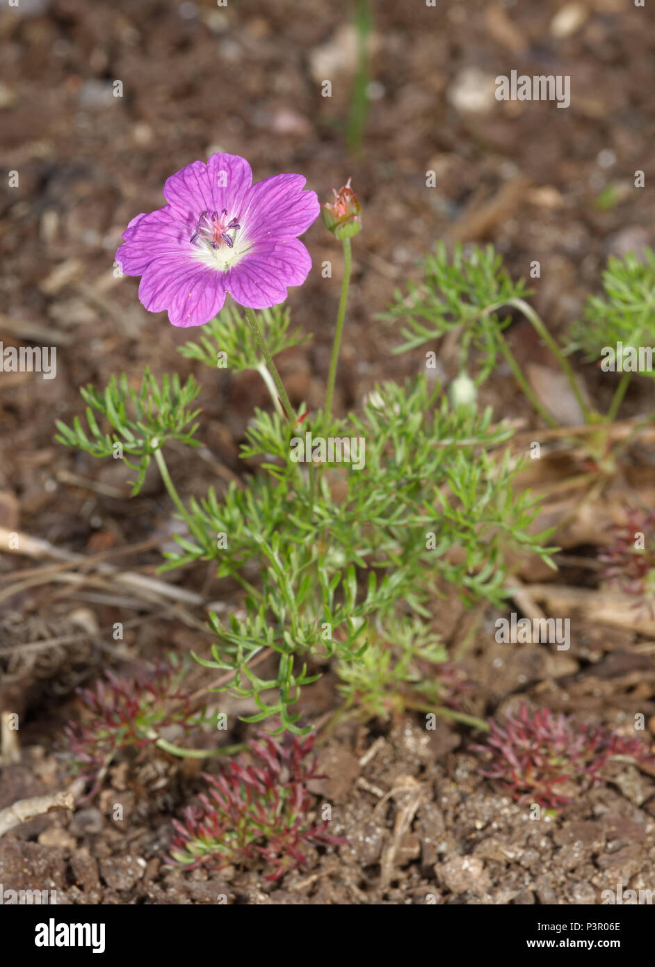 Geranium incanum africa hi-res stock photography and images - Alamy