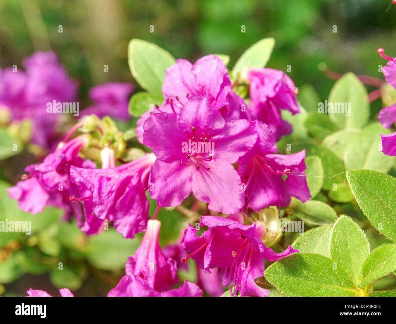 Pink miniature azaleas hi-res stock photography and images - Alamy