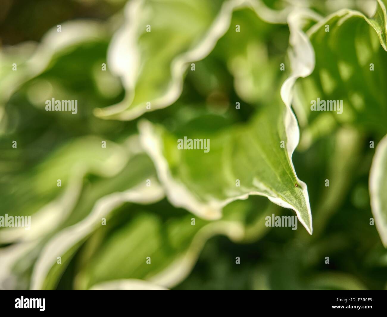 Green variegated Hostas. Hosta plant is popular Perennial flower grows ...