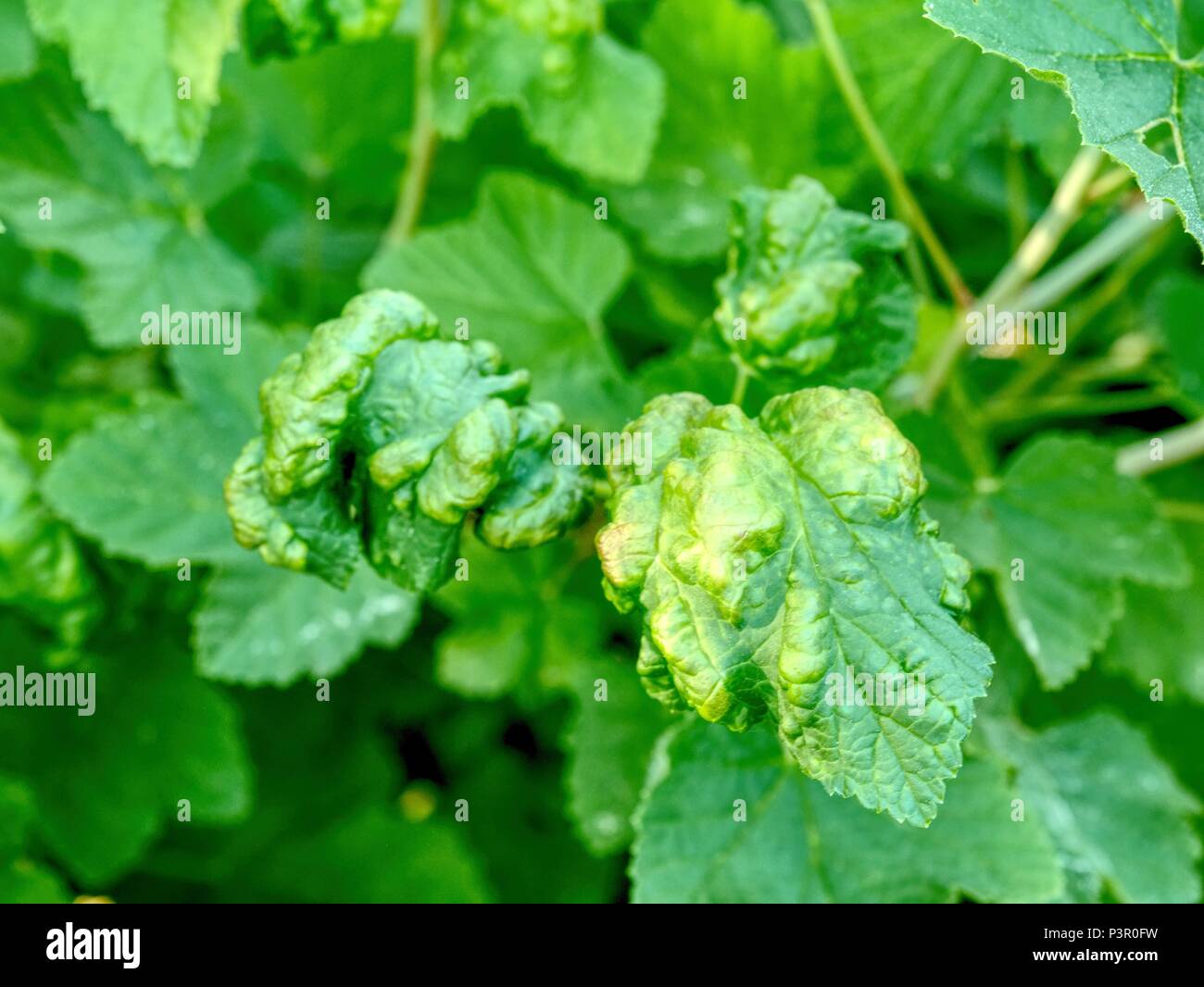 Currant leaves affected by mites. Illness plant of currant affected by ...