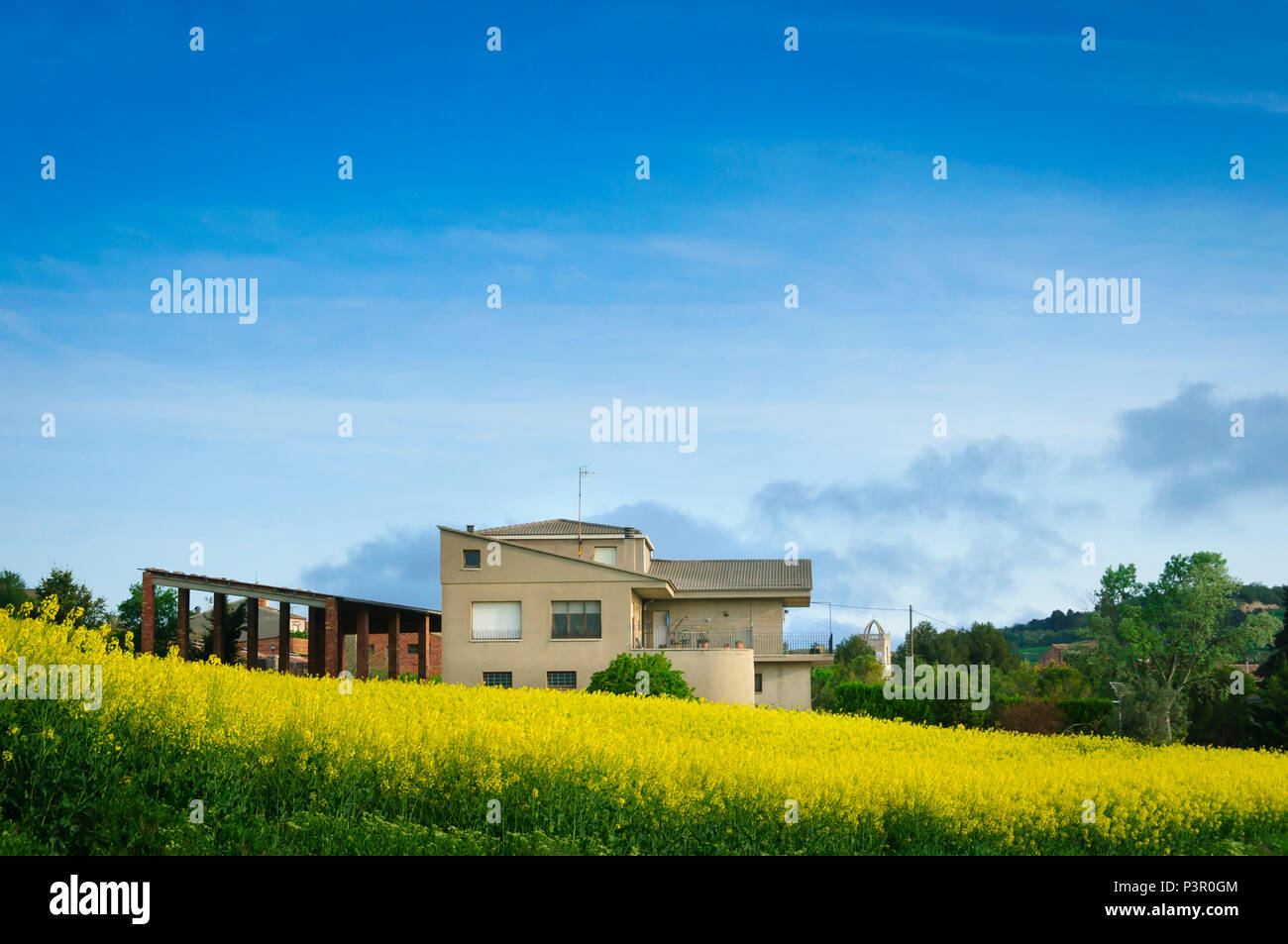 Colza fields hi-res stock photography and images - Alamy