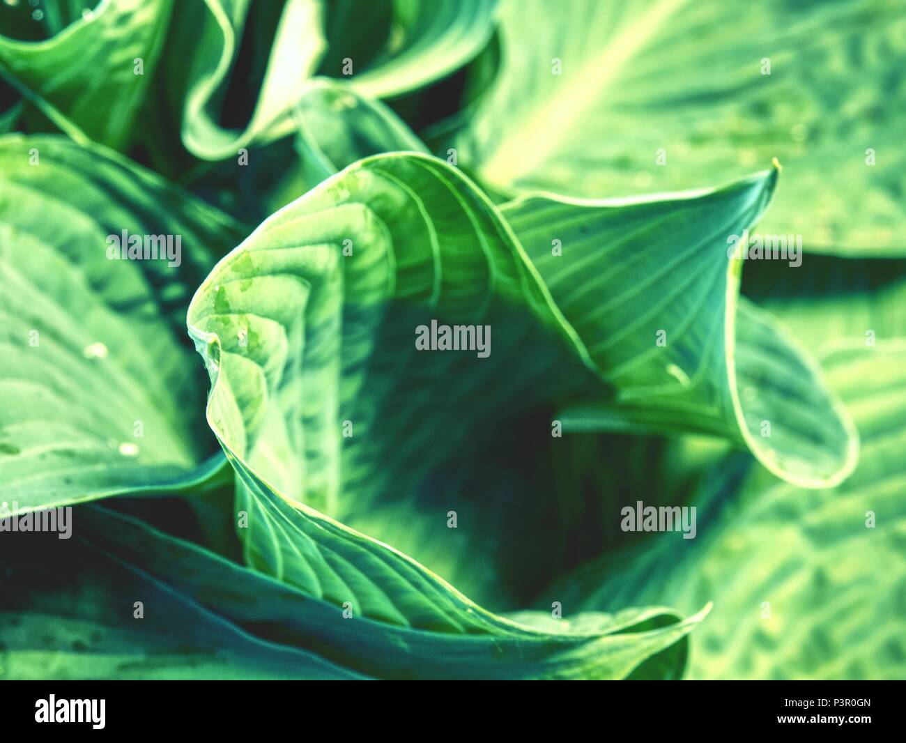 Hostas are herbaceous perennial plants growing from rhizomes or stolons ...