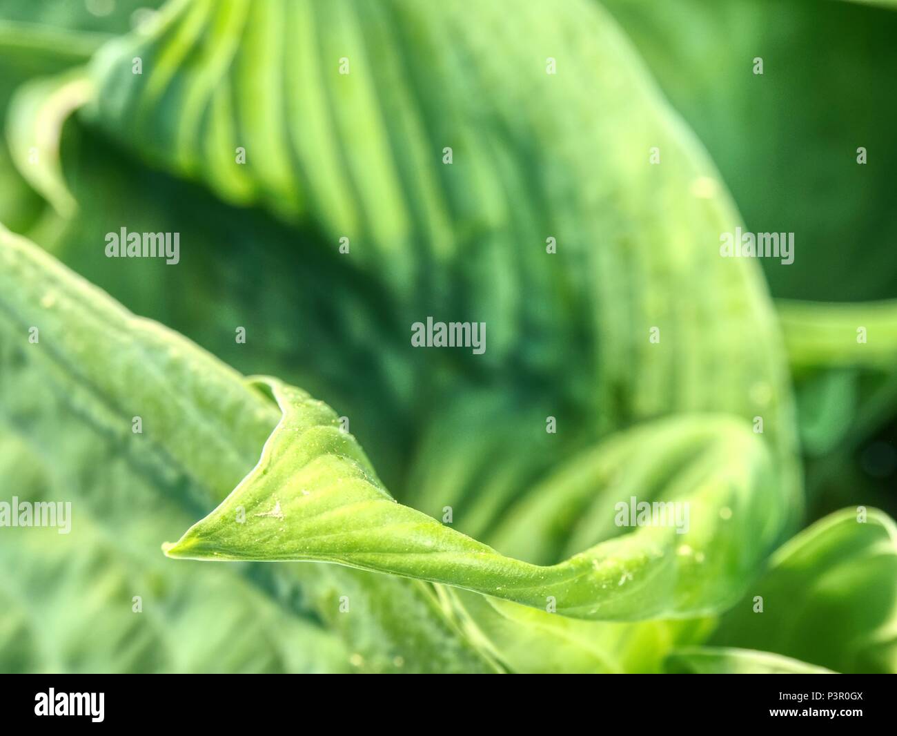 Hostas are herbaceous perennial plants growing from rhizomes or stolons ...