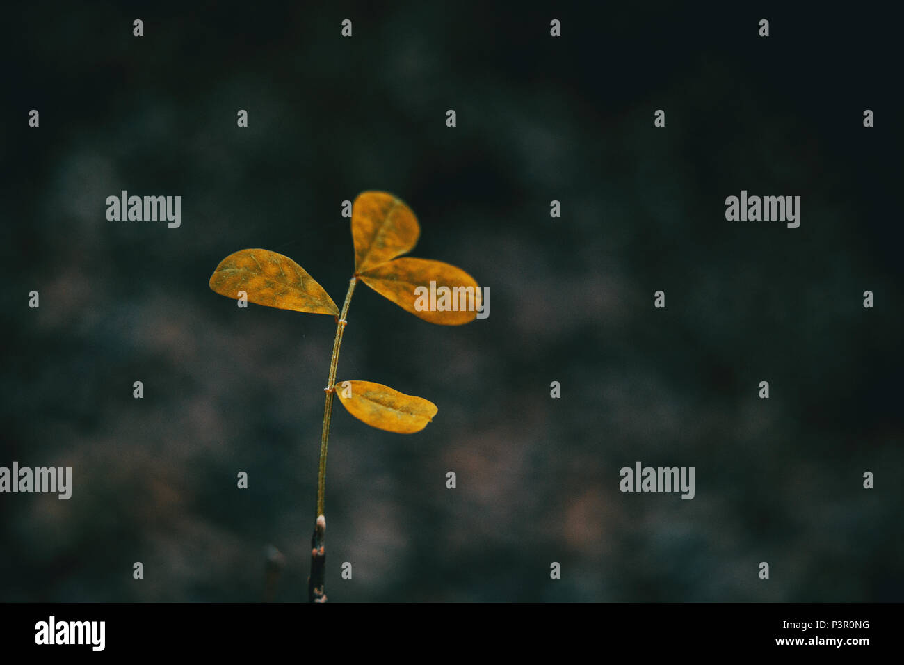 Close-up of a small branch of hippocrepis emerus with small yellow ...