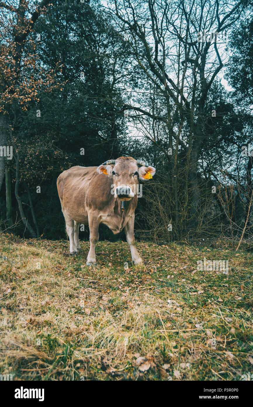 Cow looking at camera hi-res stock photography and images - Alamy