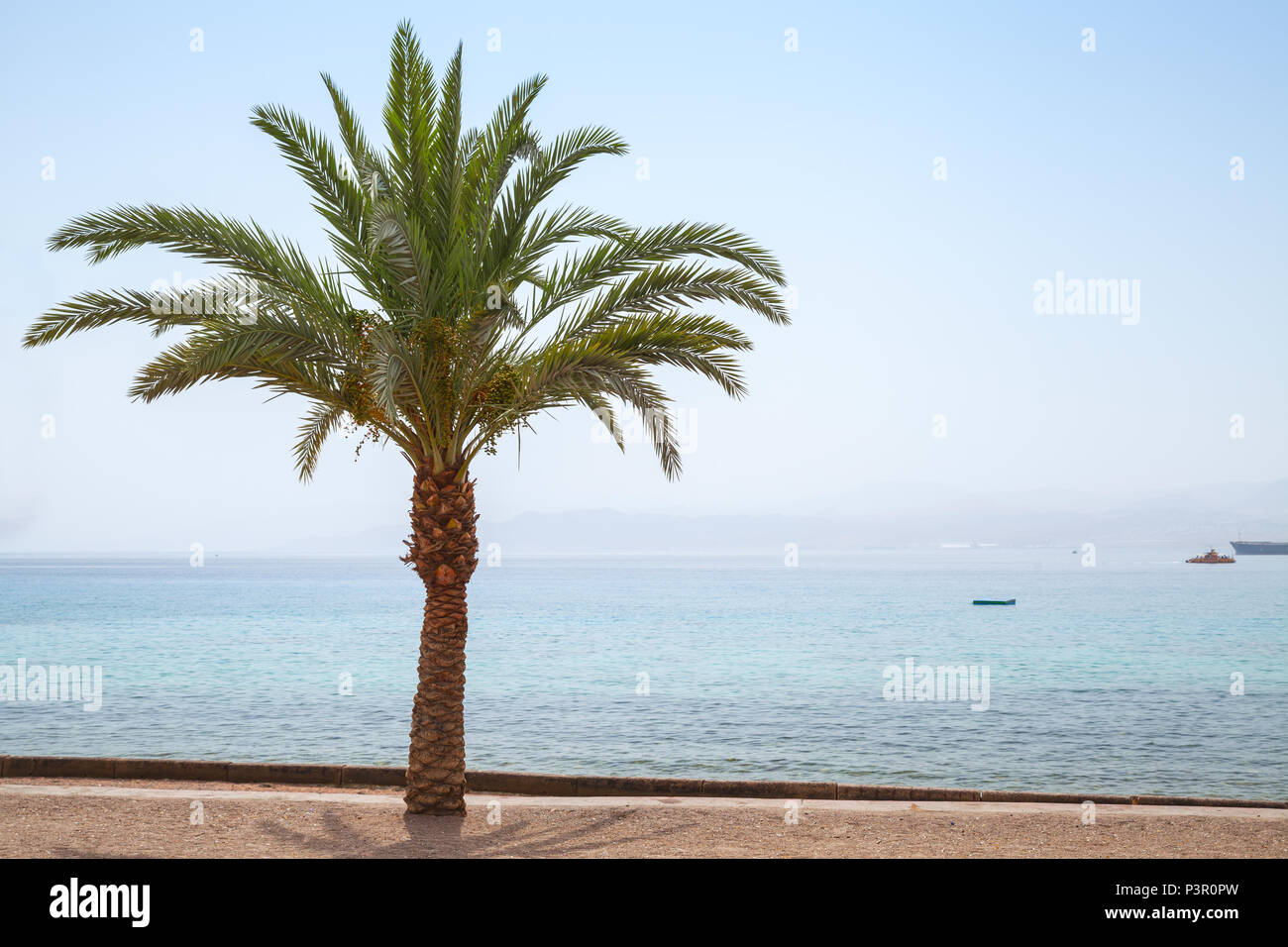 Palm tree grows on Aqaba beach, Hashemite Kingdom of Jordan Stock Photo ...