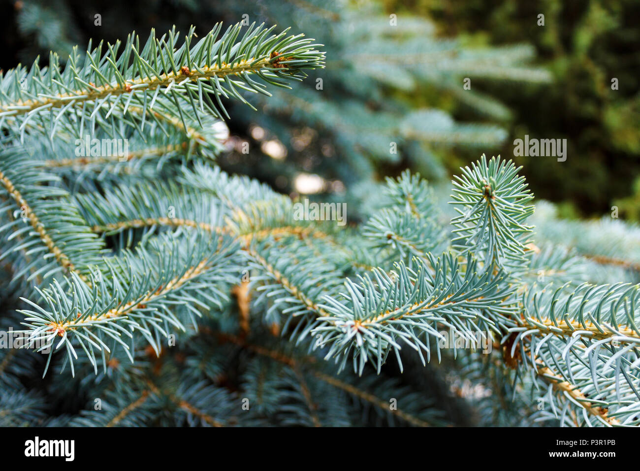 Bluespruce hi-res stock photography and images - Alamy