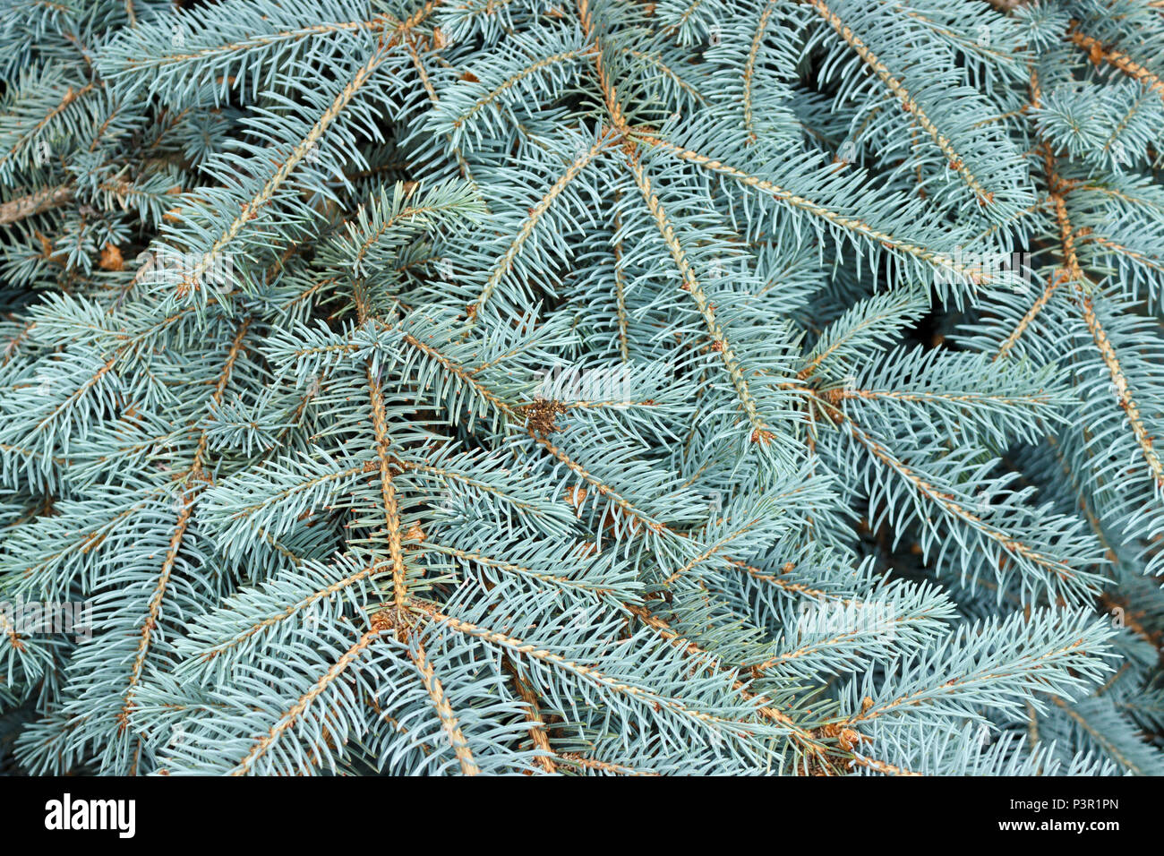 Texture of blue pine branches close-up. view from above Stock Photo - Alamy
