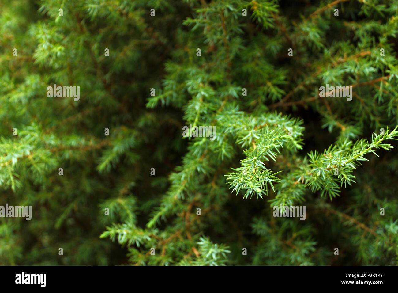 Offshoot branch hi-res stock photography and images - Alamy
