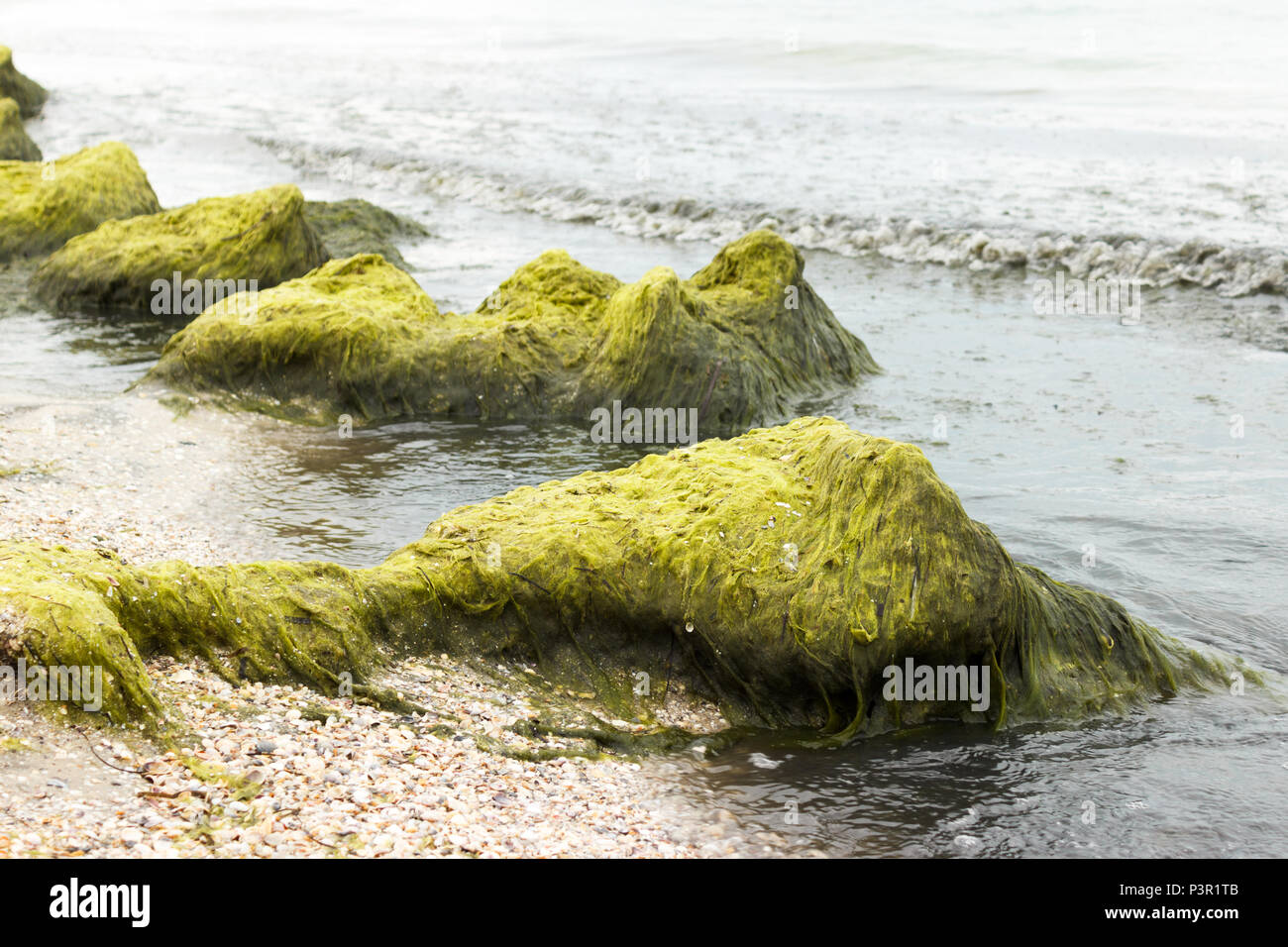 Seaweed on a stone on the beachfront on a cloudy day. ecology and ...
