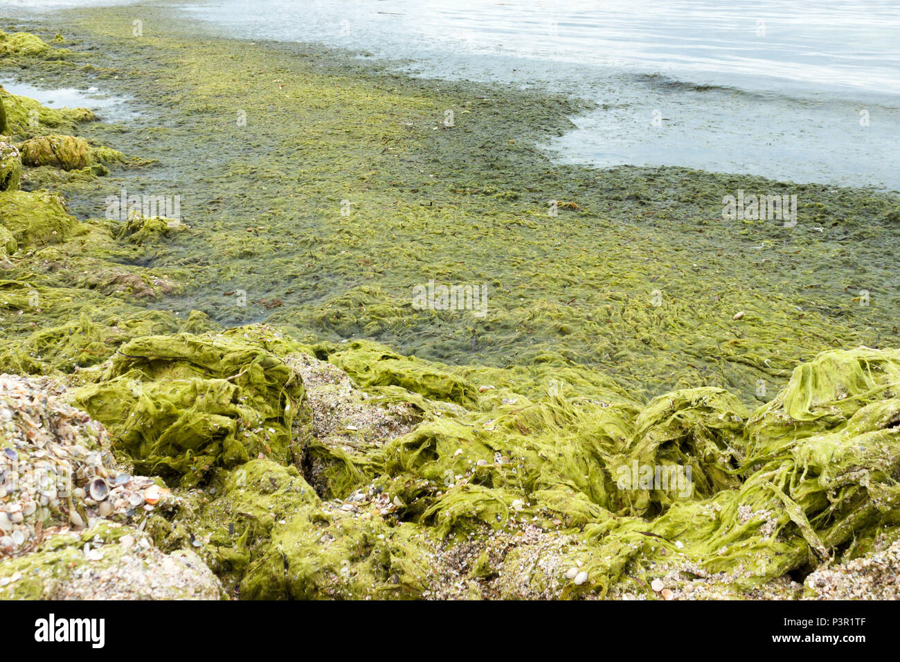 Green rocks. Beach with green seaweeds rocks by the beach. ecology and ...