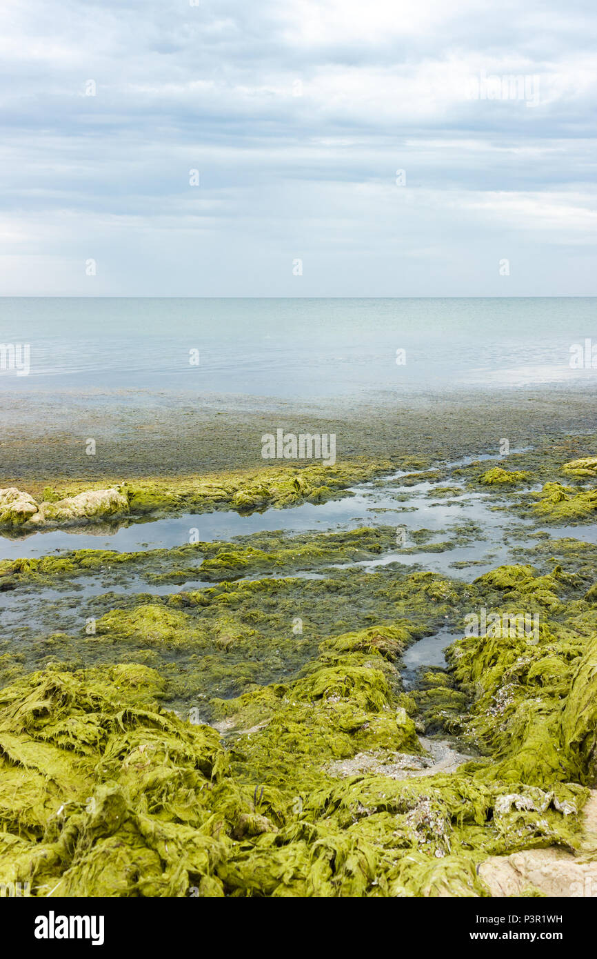 Seaweed on wet sand at low tide on beach in hi-res stock photography ...