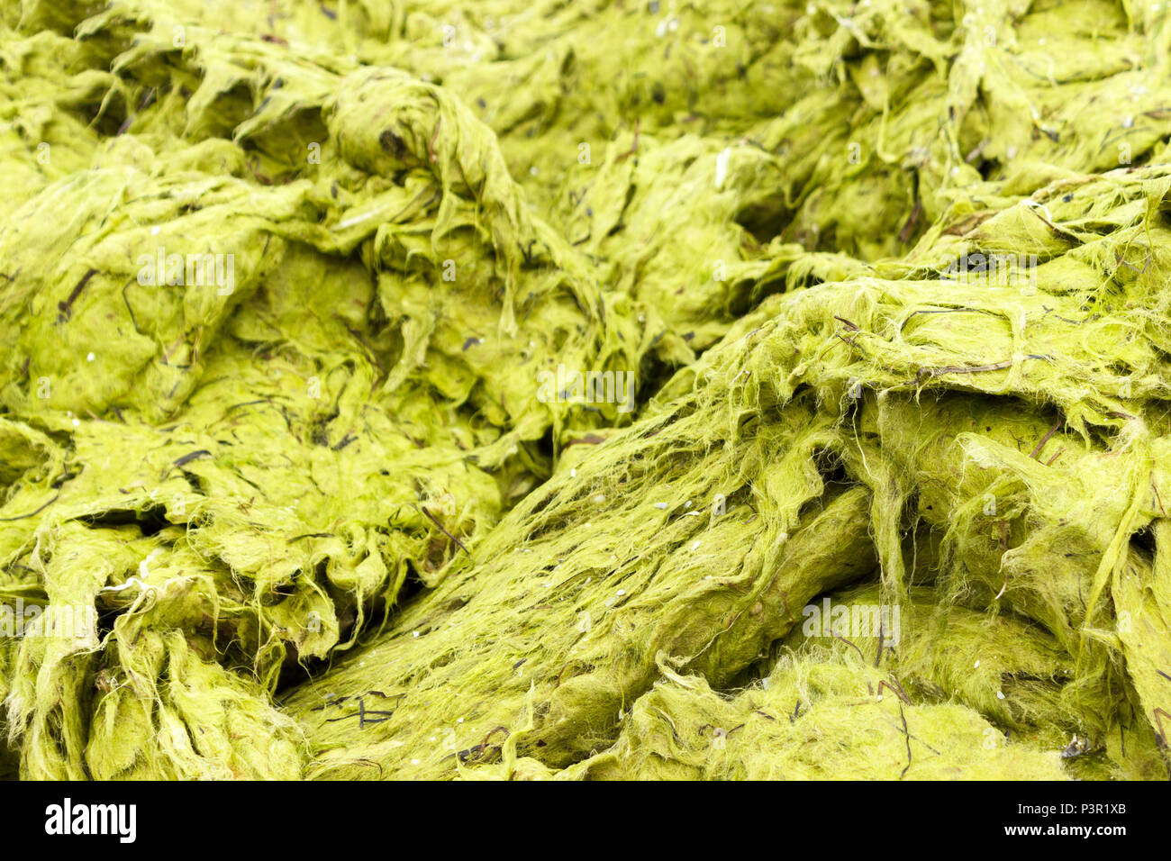 Green seaweed background texture on the beach. ecology and natural ...