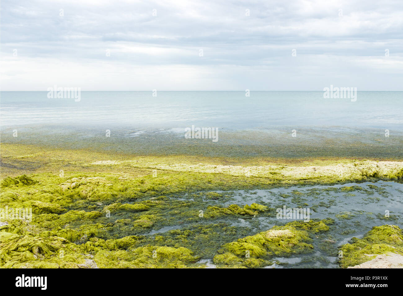 Green seaweed on the seashore. ecology and natural disasters concept ...