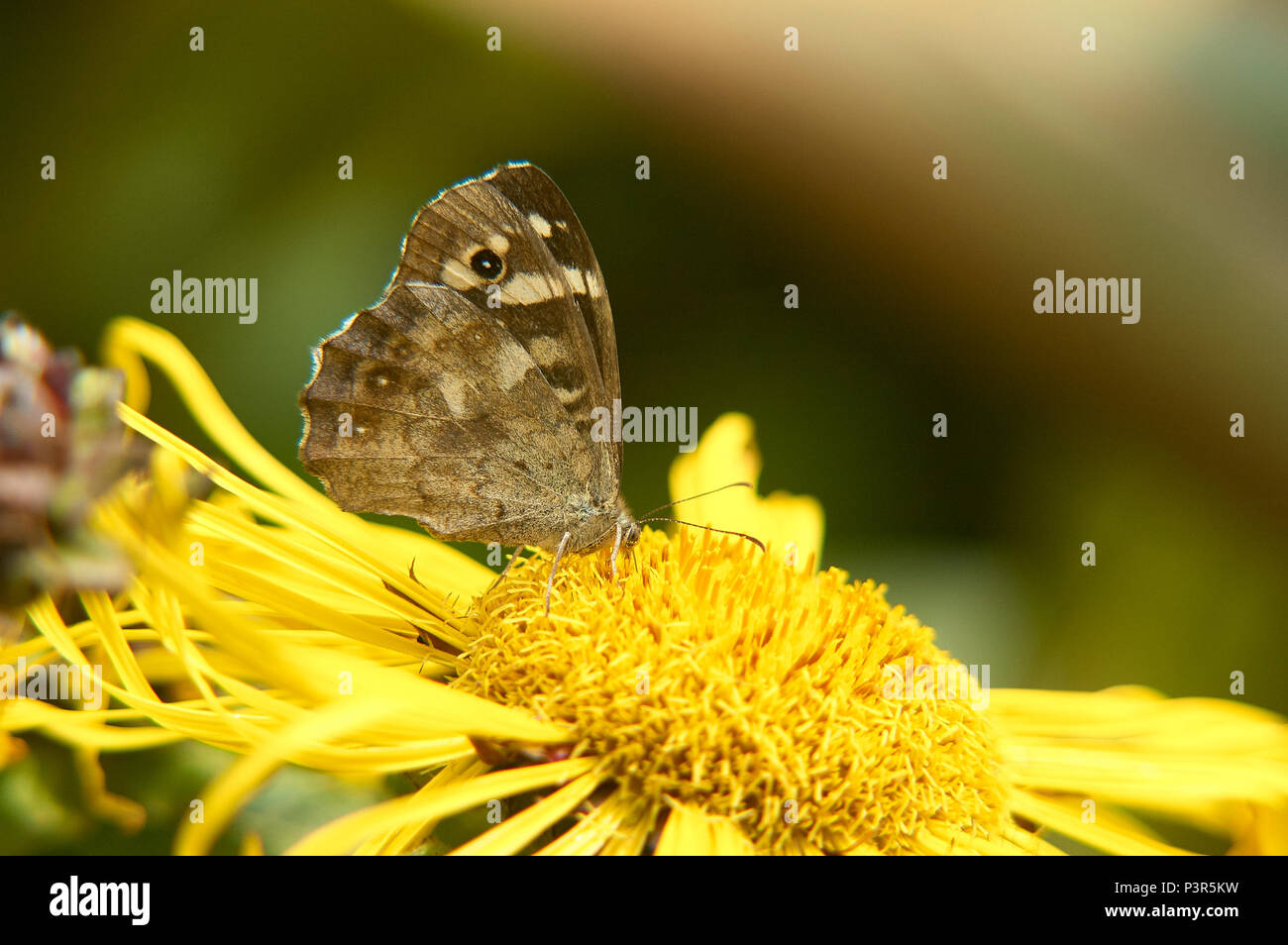 Butterfly ditrysia hi-res stock photography and images - Alamy