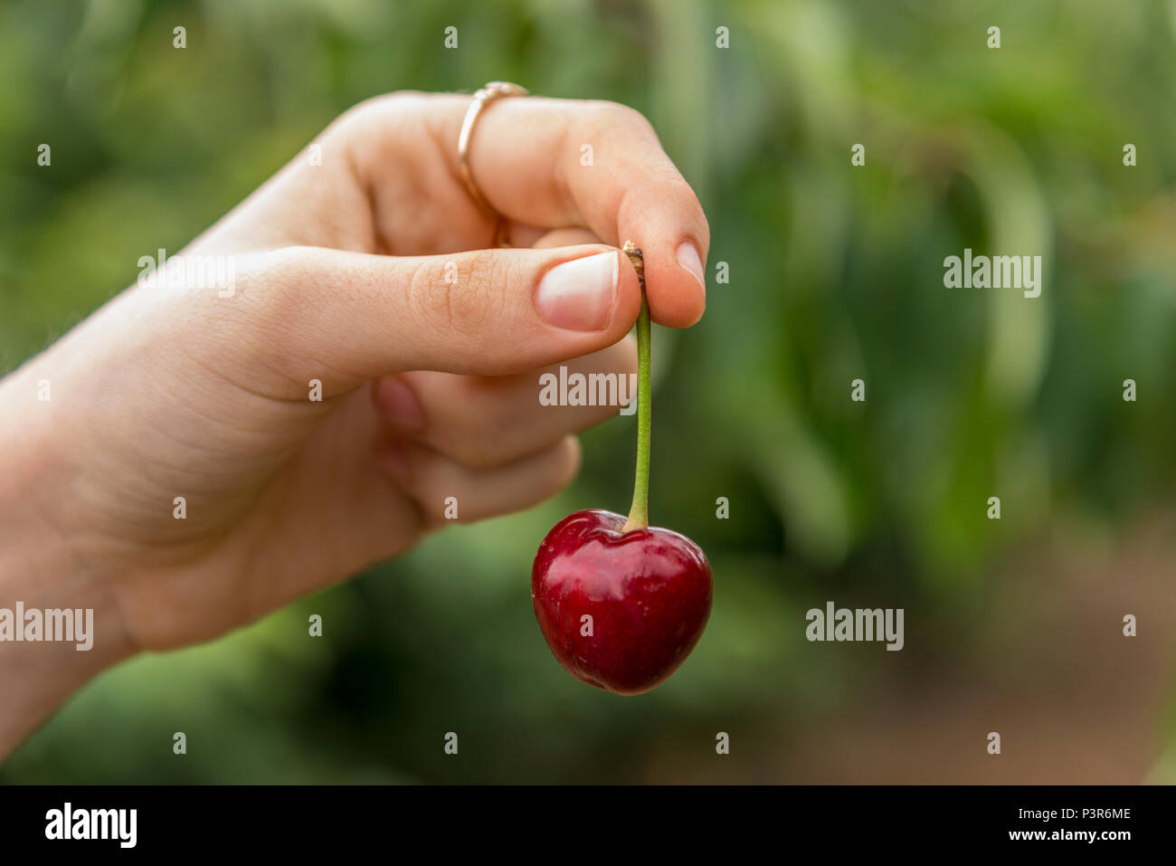 Hand holding a cherry Stock Photo - Alamy