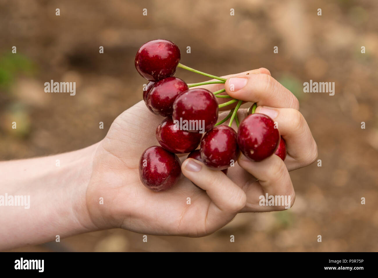 Hand holding a cherries Stock Photo - Alamy