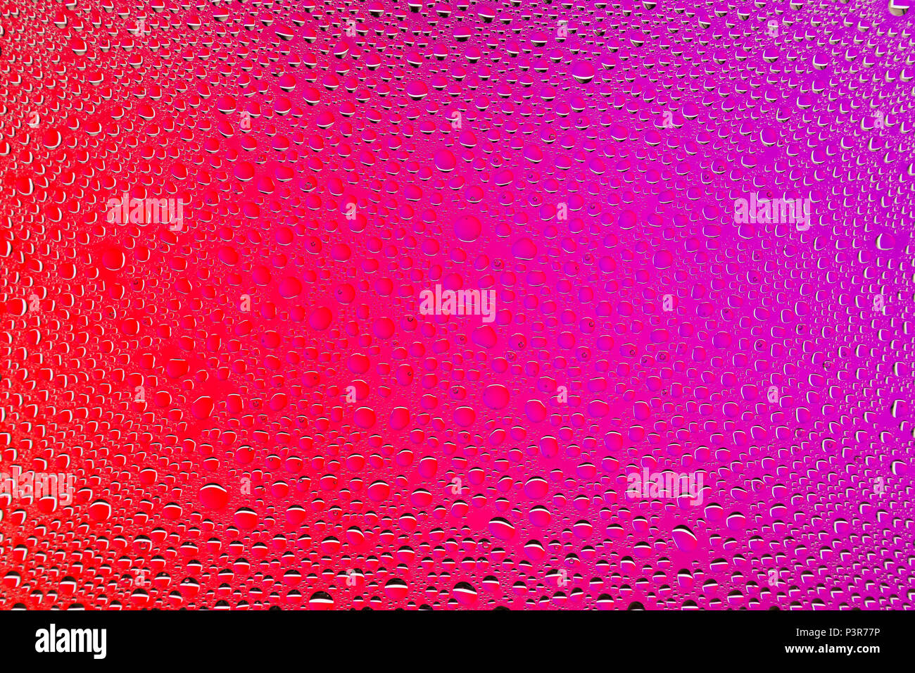 Close up of a water drops on a pink and red gradient background ...