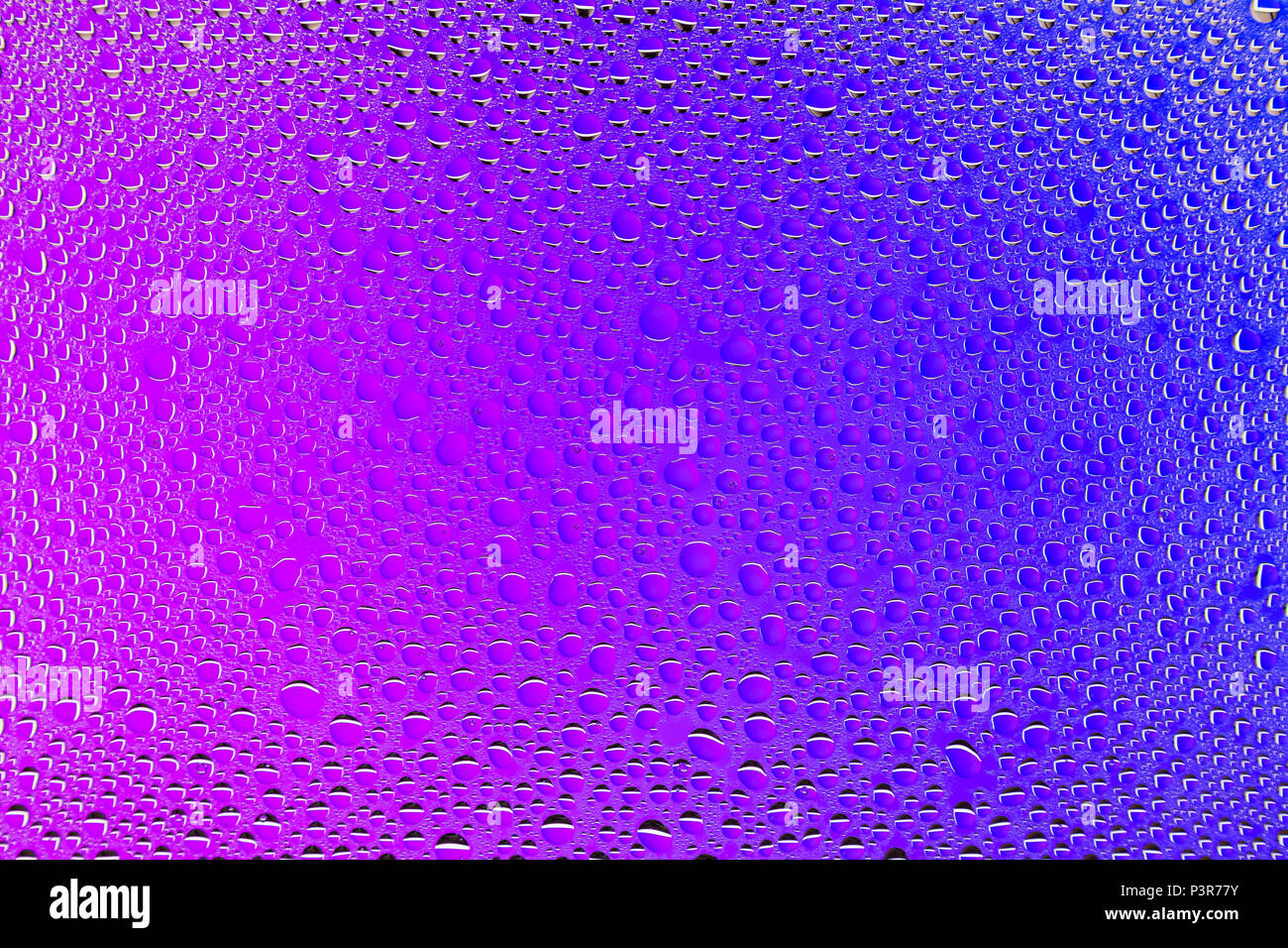 Close up of a water drops on a purple and blue gradient background ...