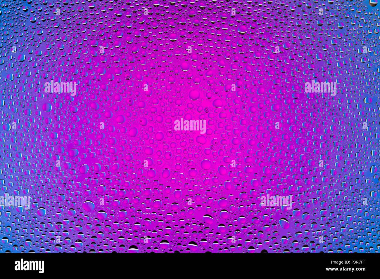 Close up of a water drops on a purple and blue gradient background ...