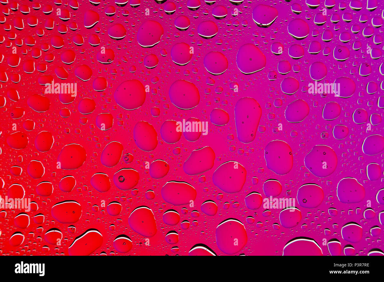 Close up of a water drops on a pink and red gradient background ...