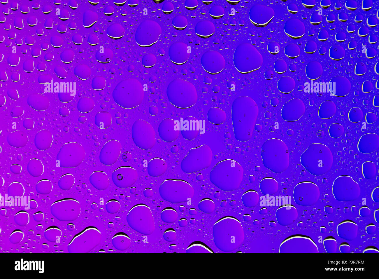 Close up of a water drops on a purple and blue gradient background ...
