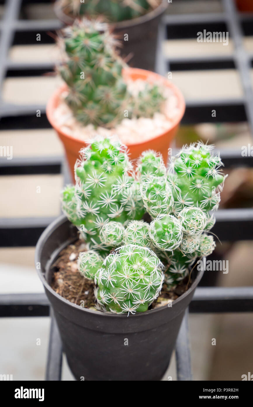cactus, sugar palm leaf Stock Photo - Alamy