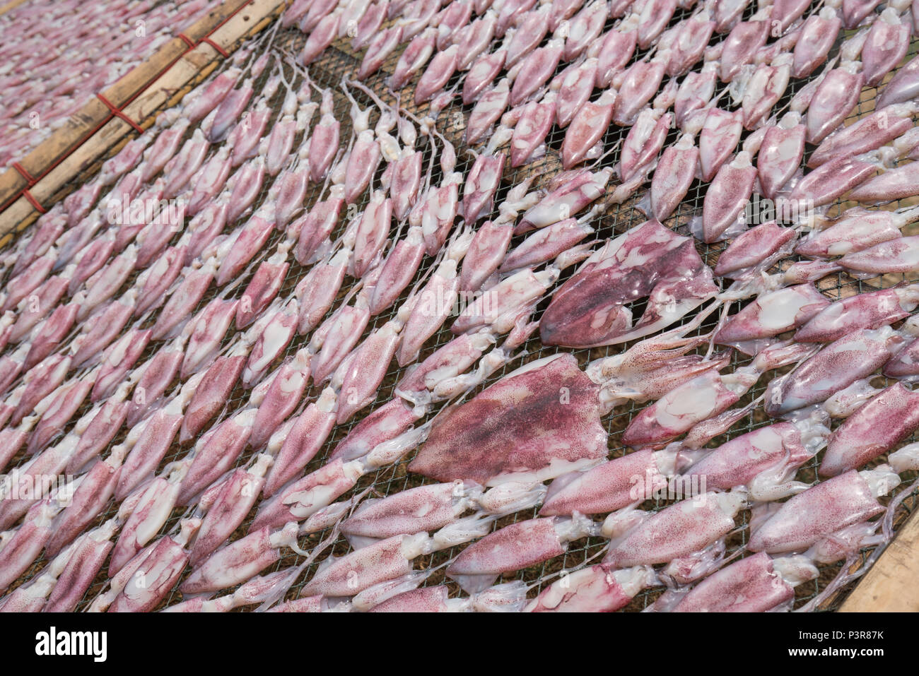 Dried squid farm on net , wide shot Stock Photo - Alamy