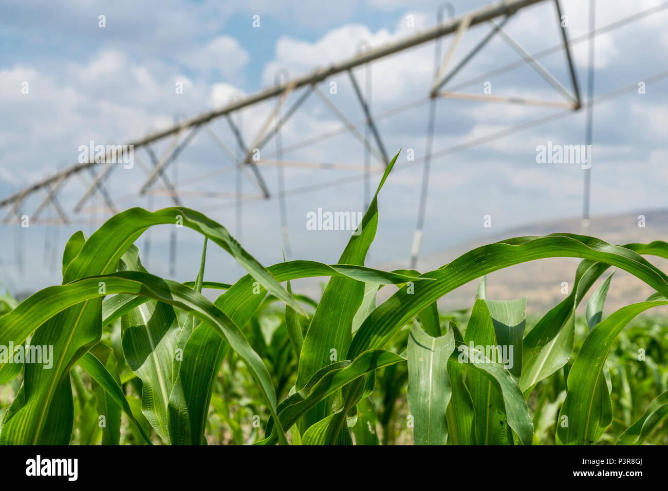 Lateral move irrigation system Stock Photo - Alamy