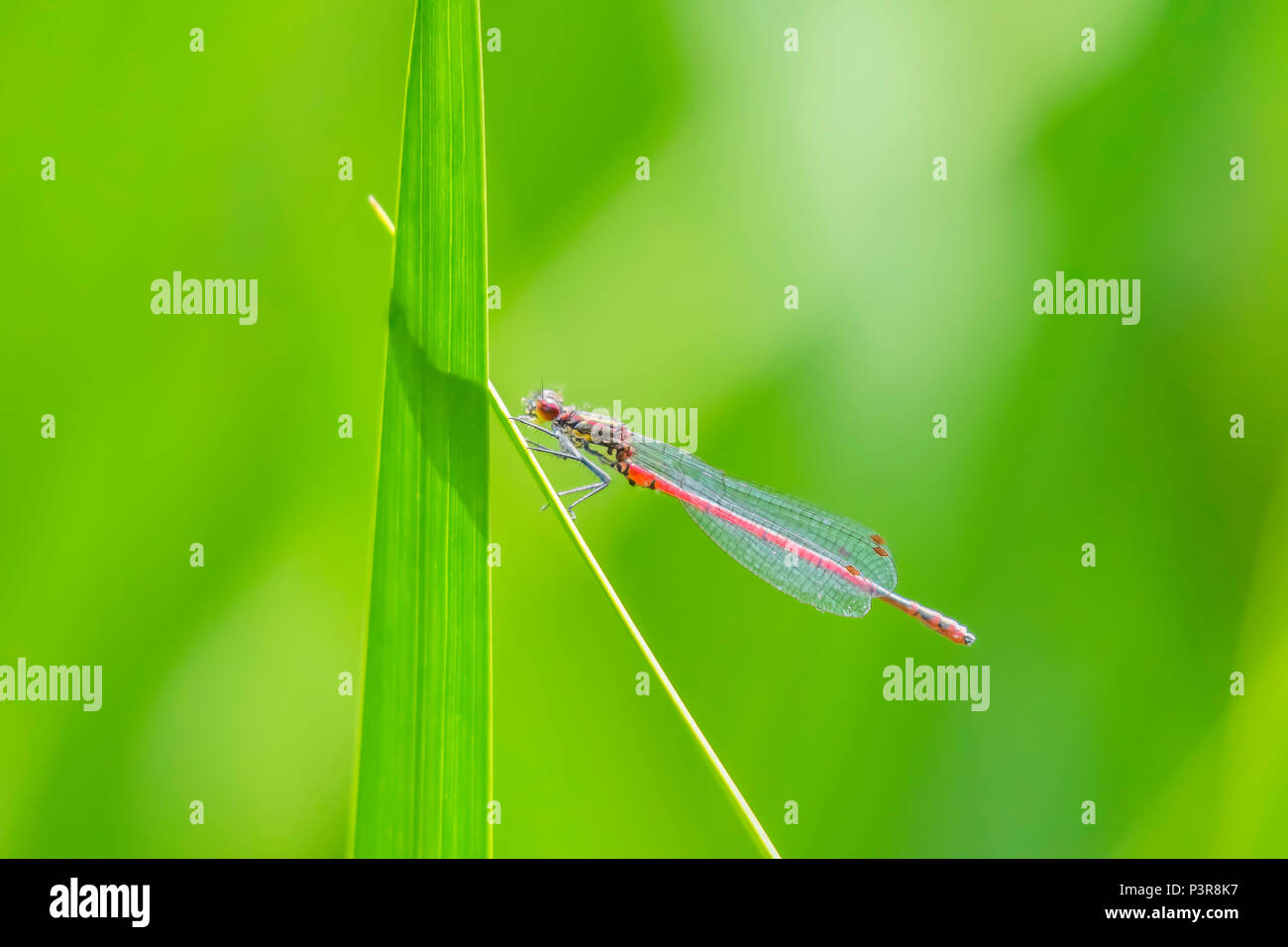 Red damselfly time.Beautiful nature composition.Wildlife Uk.Colourful ...