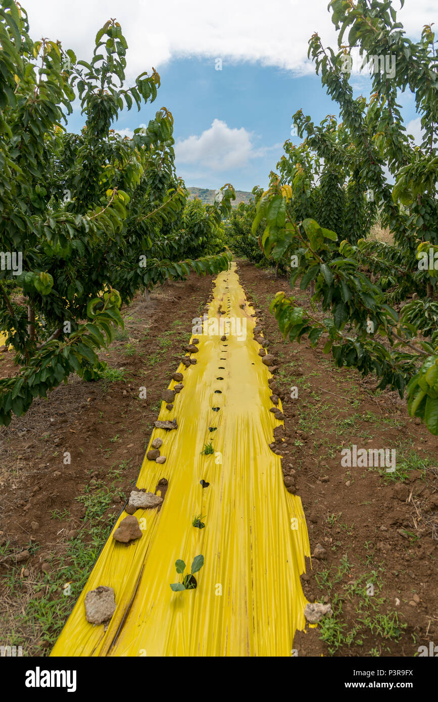 Cherry blossom fields hi-res stock photography and images - Alamy