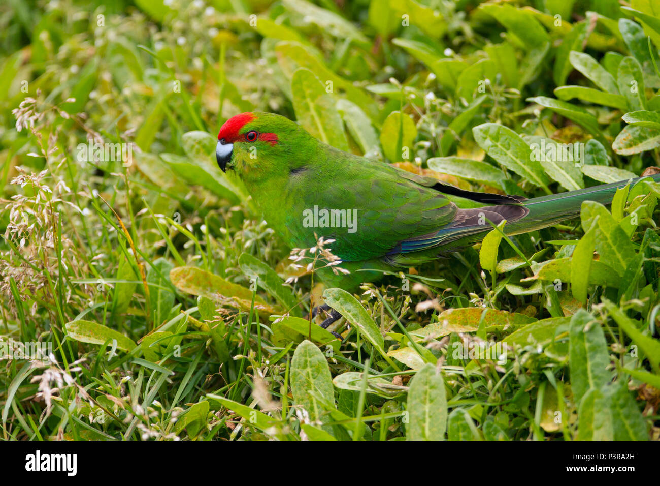 Red-fronted Parakeet (Cyanoramphus novaezelandiae), New Zealand Stock ...