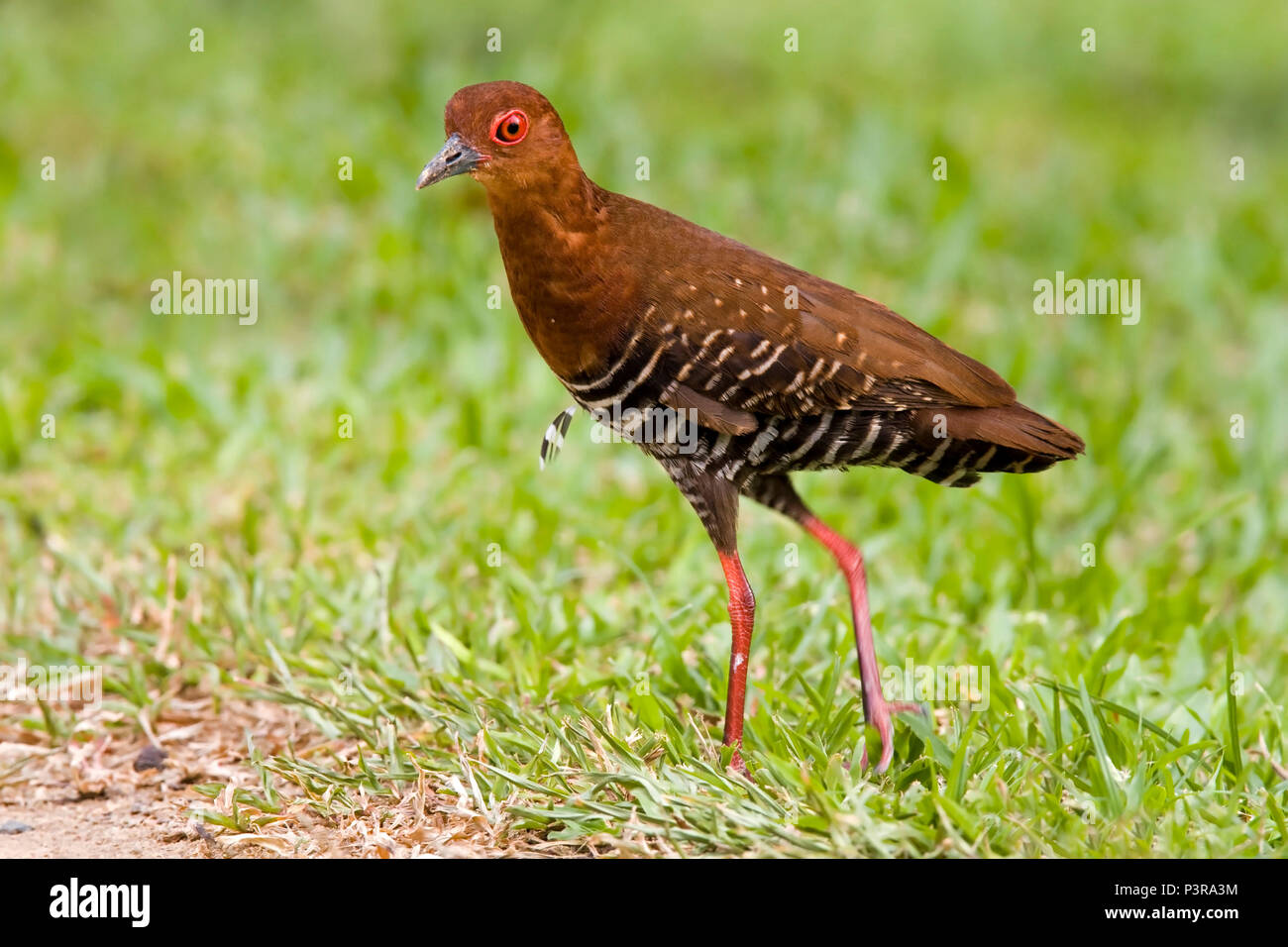 Red-legged Crake (Rallina fasciata), Singapore Stock Photo - Alamy