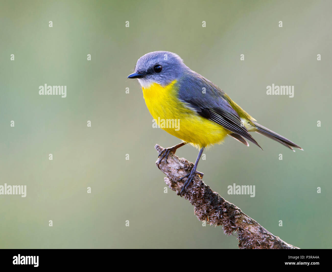 Yellow Robin (Eopsaltria australis), Victoria, Australia Stock Photo ...