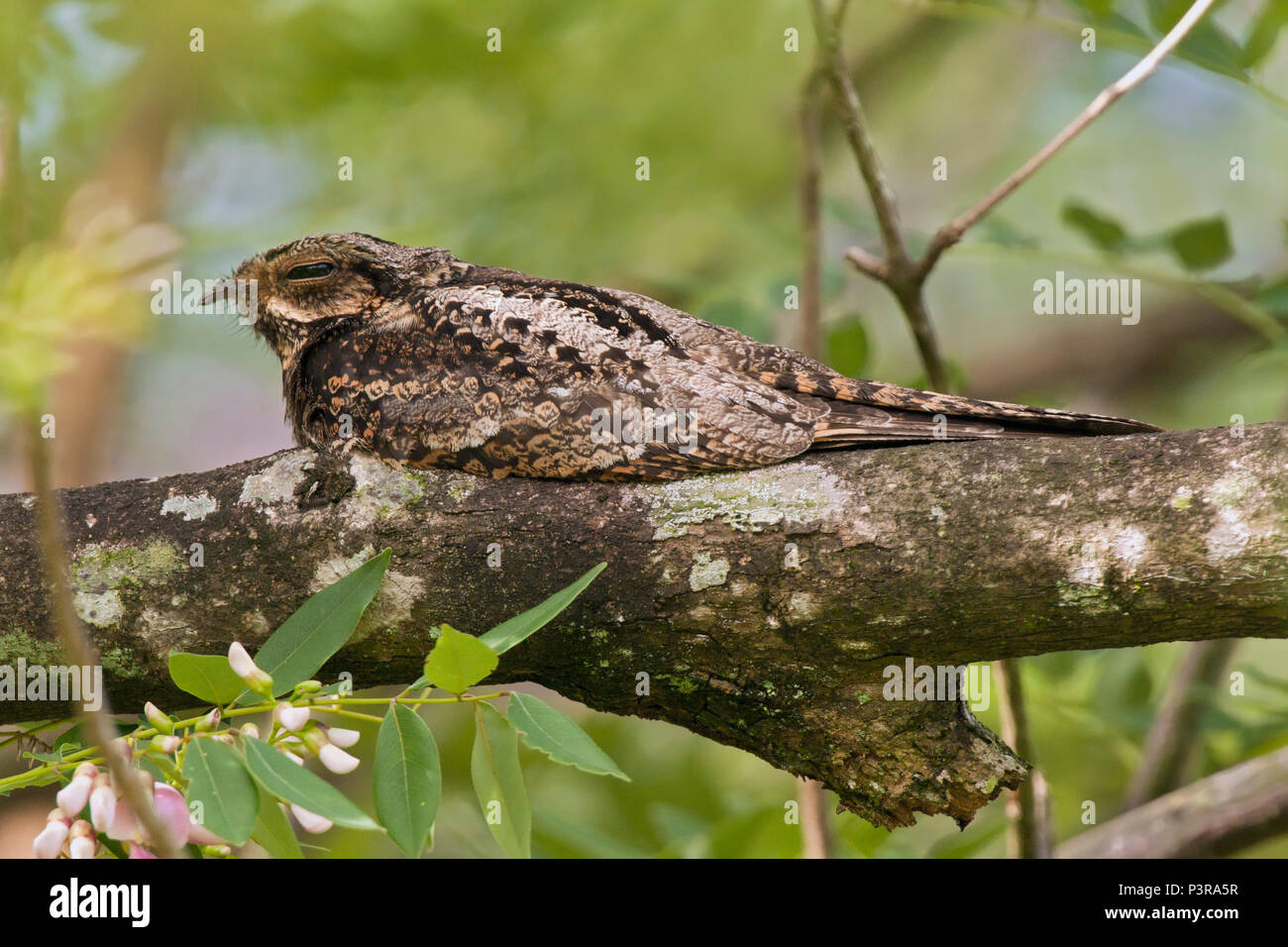 Grey Nightjar (Caprimulgus indicus), Singapore Stock Photo - Alamy