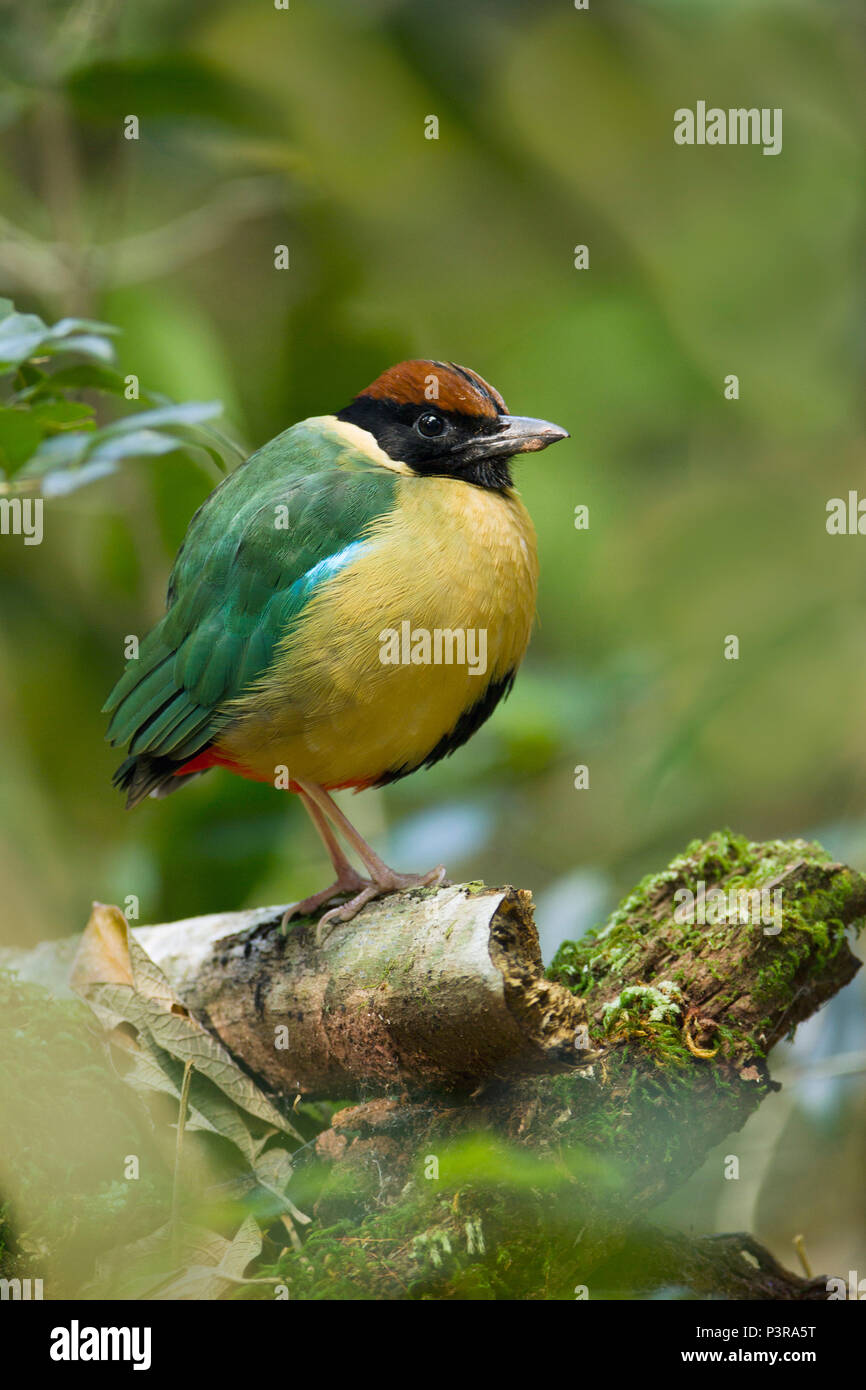 Noisy Pitta (Pitta versicolor), New South Wales, Australia Stock Photo ...