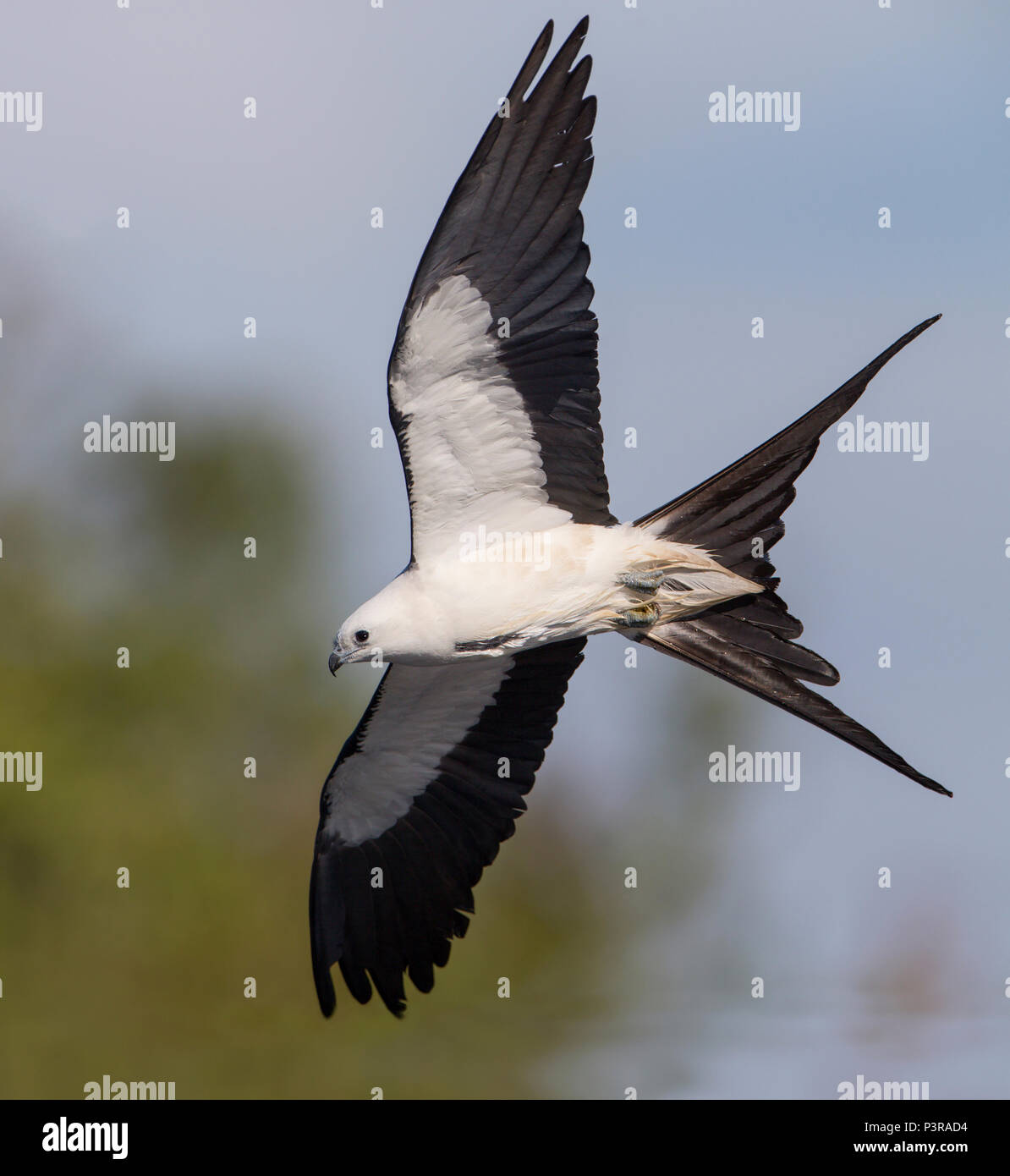 Swallow-tailed Kite (Elanoides forficatus) flying, Florida Stock Photo ...