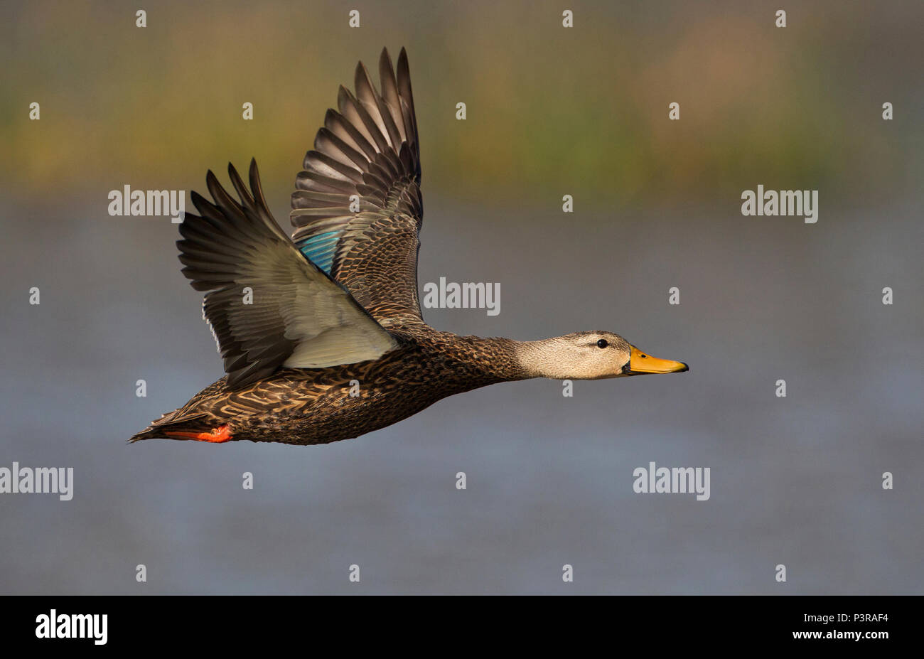 Mottled Duck (Anas fulvigula) male flying, Florida Stock Photo - Alamy