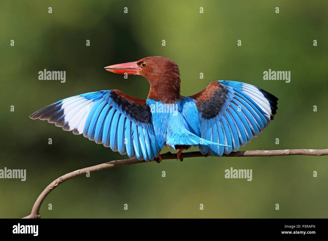 White-throated Kingfisher (Halcyon smyrnensis) spreading wings, Penang ...