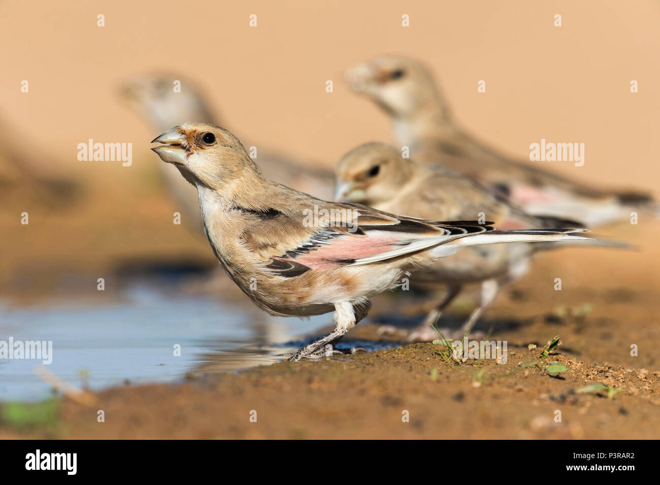 Desert Finch (Rhodospiza obsoleta) juvenile male, Eilat, Israel Stock ...