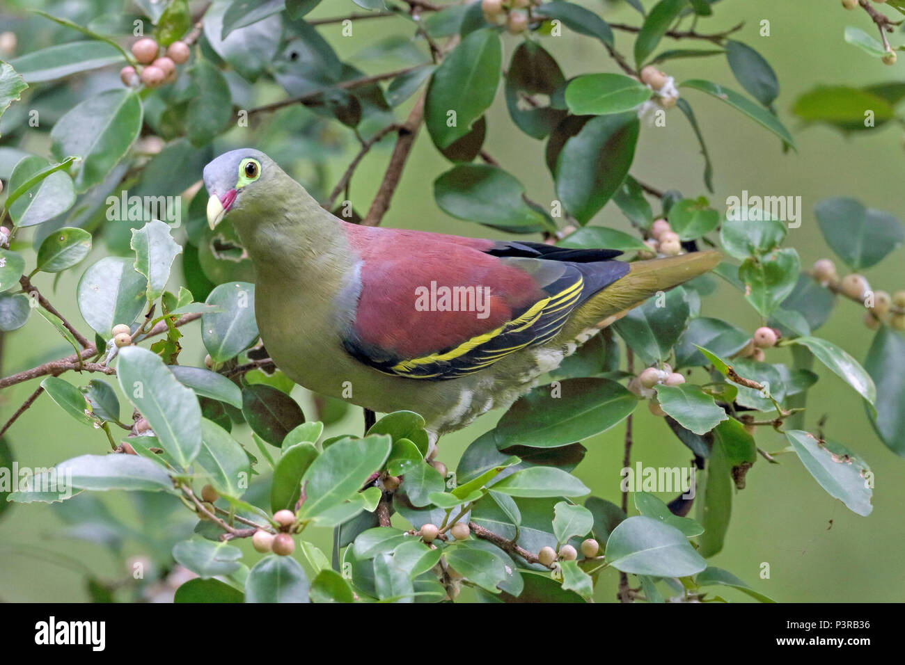 Thick-billed Green-Pigeon (Treron curvirostra) male, Penang, Malaysia ...