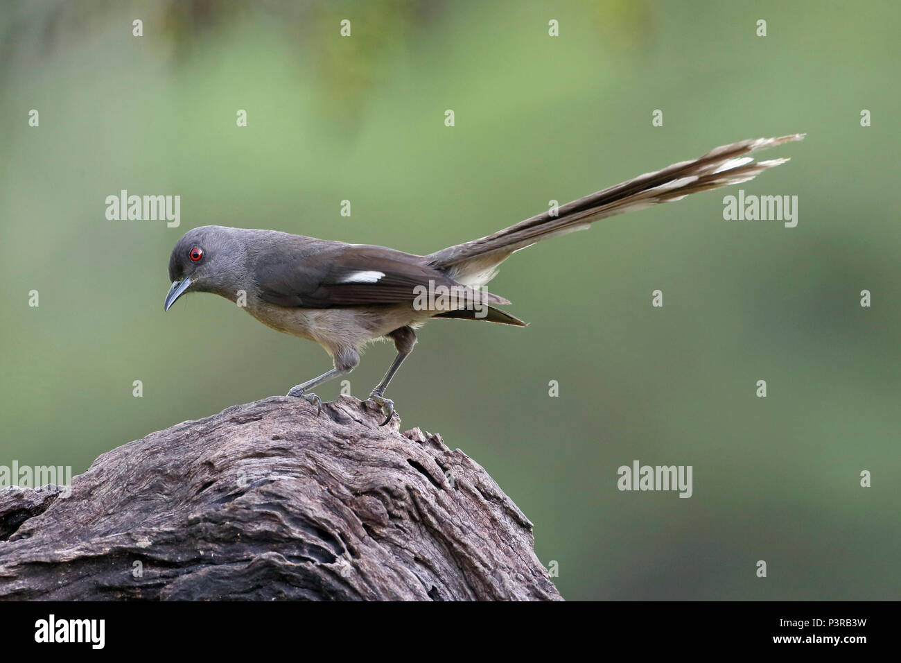 Long-tailed Sibia (Heterophasia picaoides) male, Selangor, Malaysia Stock Photo - Alamy