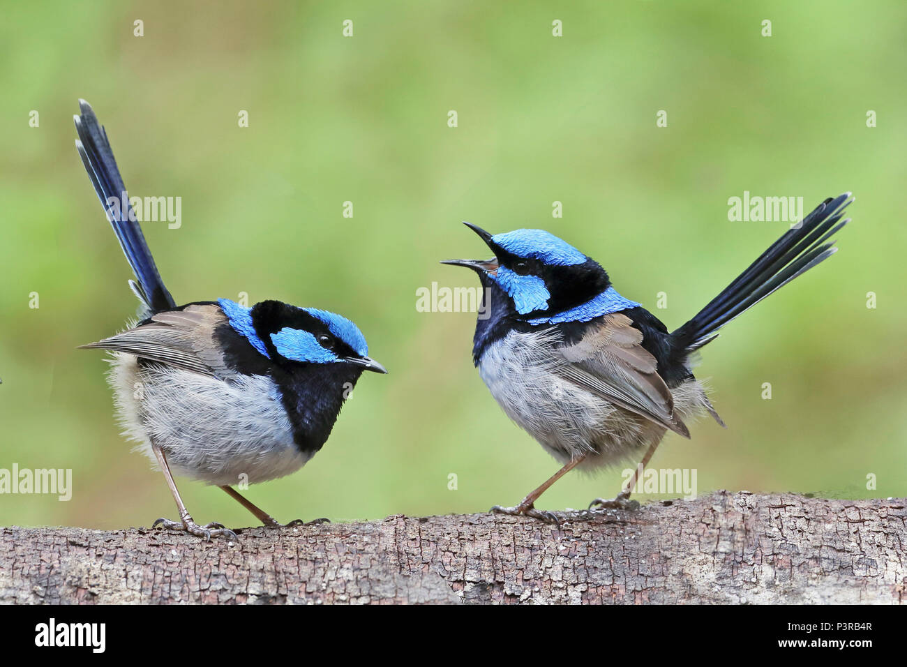 Superb Fairywren (Malurus cyaneus) male calling, Tasmania, Australia ...