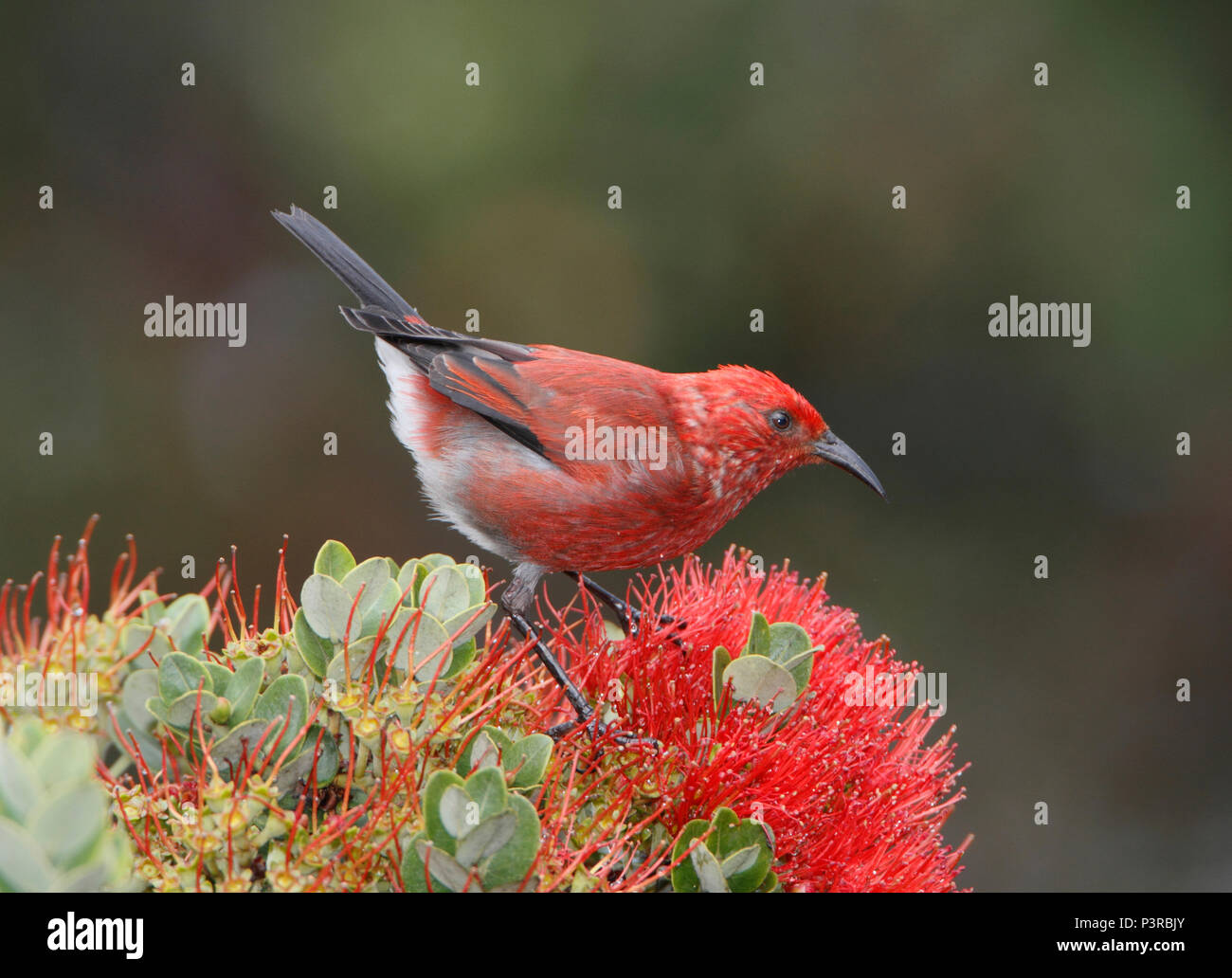 Apapane (Himatione sanguinea), Hawaii Stock Photo - Alamy