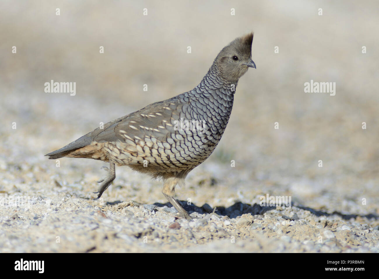 Scaled Quail (Callipepla squamata), Texas Stock Photo - Alamy